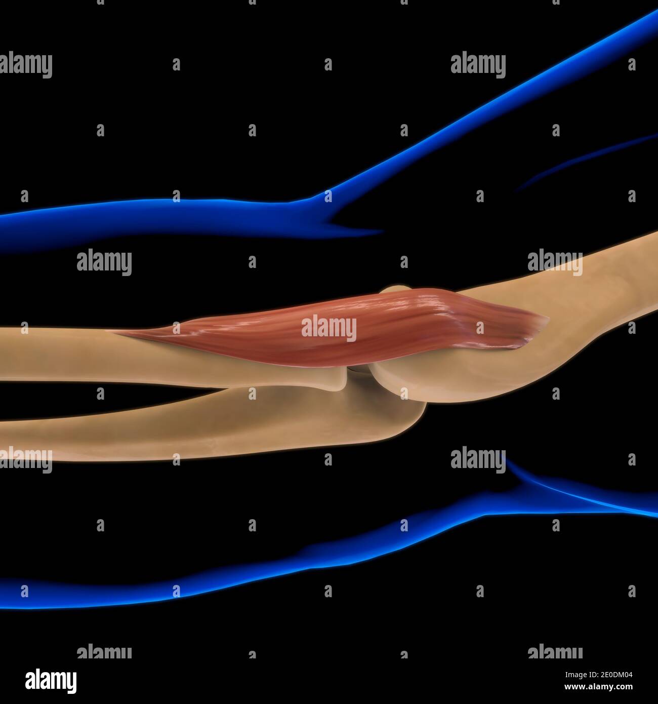 3D Illustration, Muscle is a soft tissue, Muscle cells contain proteins ...