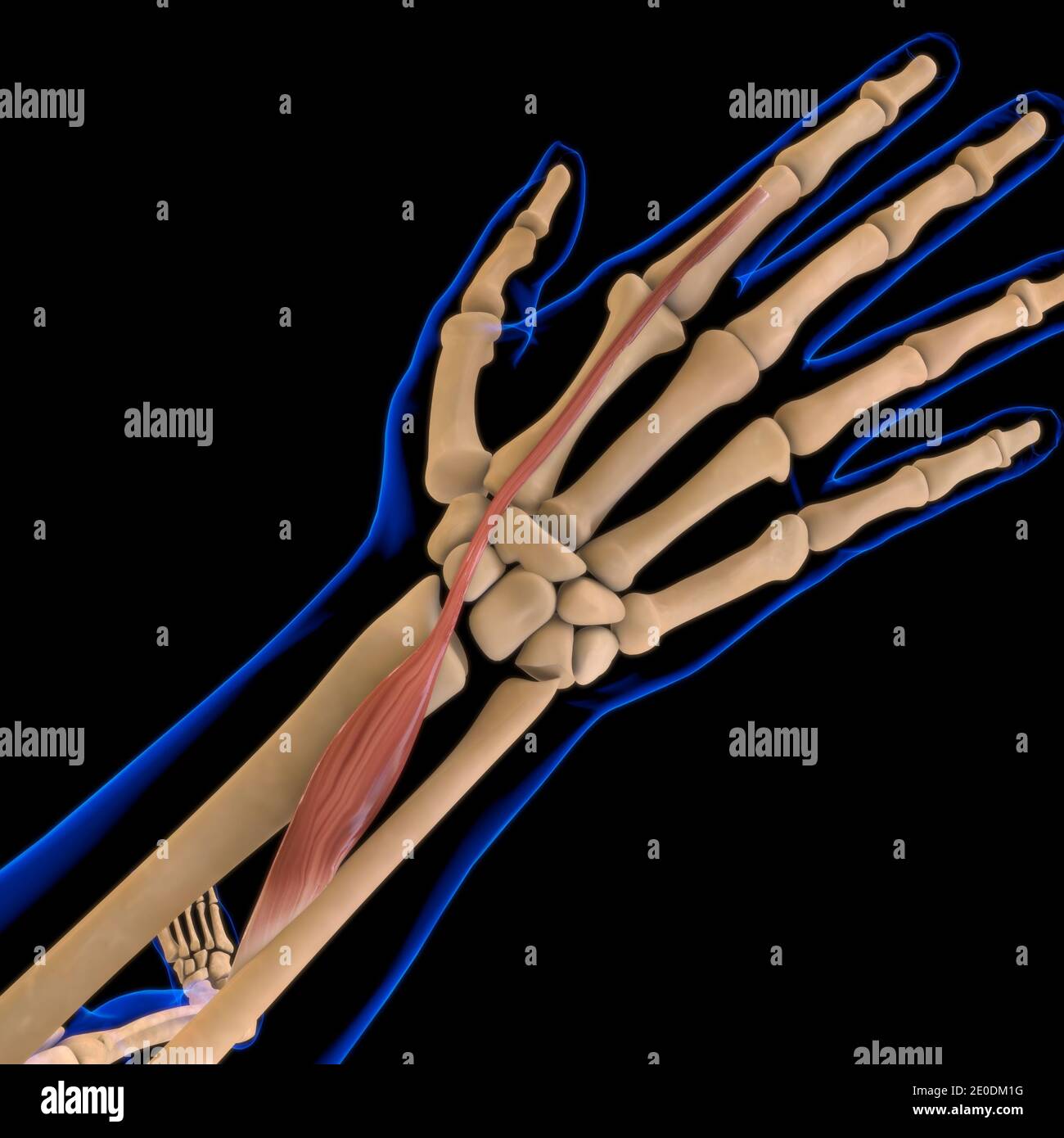 3D Illustration, Muscle is a soft tissue, Muscle cells contain proteins ...