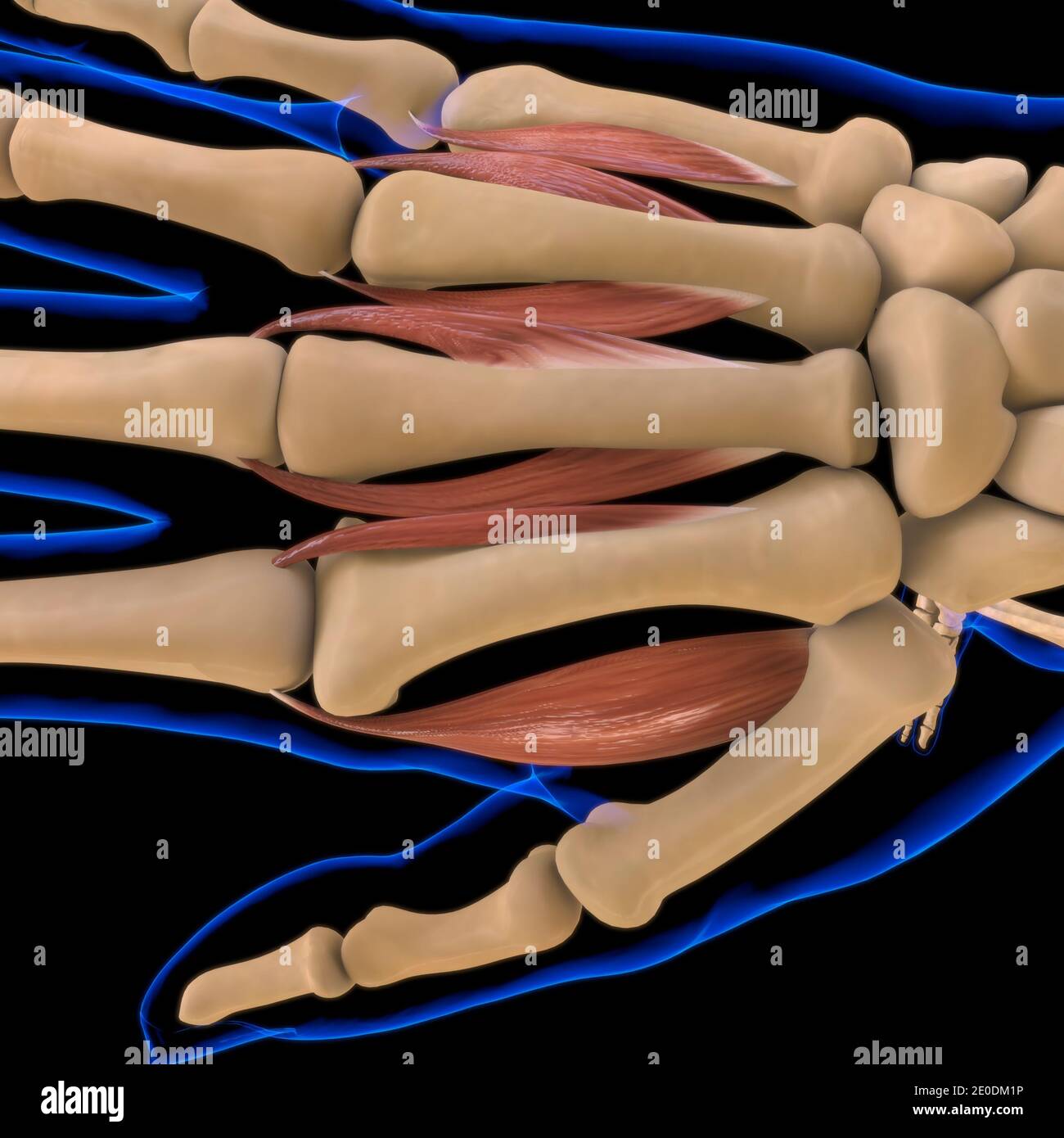 3D Illustration, Muscle is a soft tissue, Muscle cells contain proteins ...