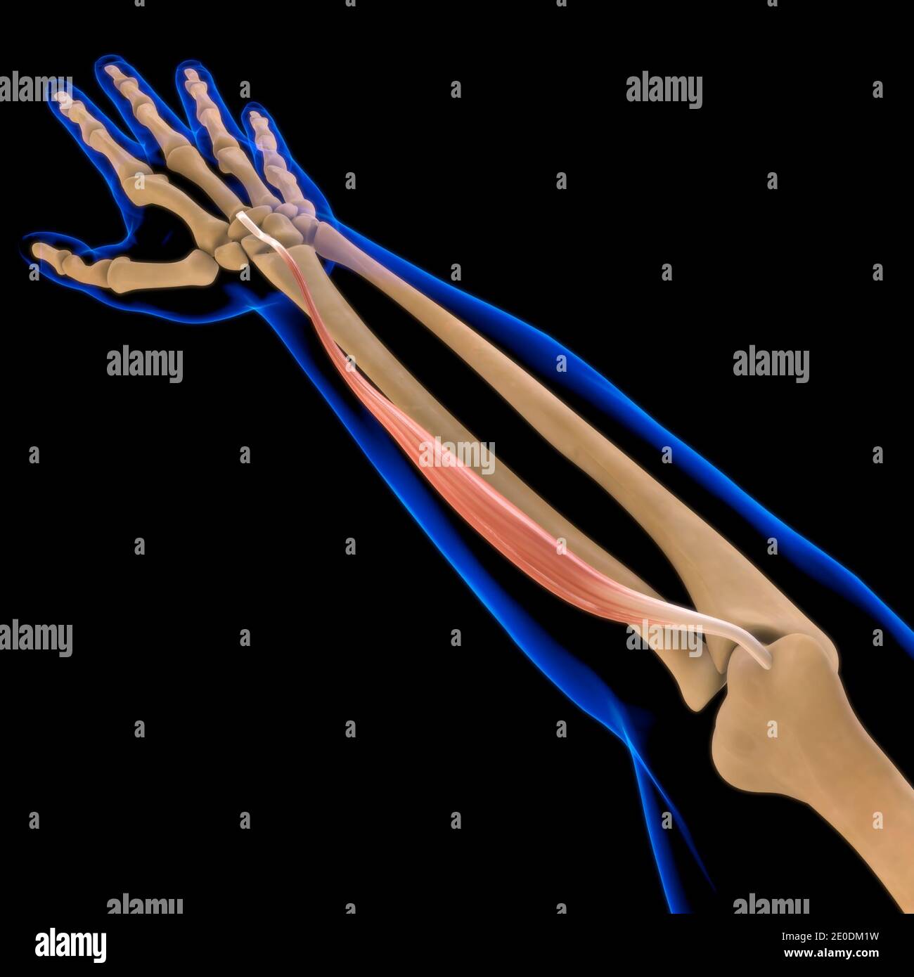 3D Illustration, Muscle is a soft tissue, Muscle cells contain proteins ...