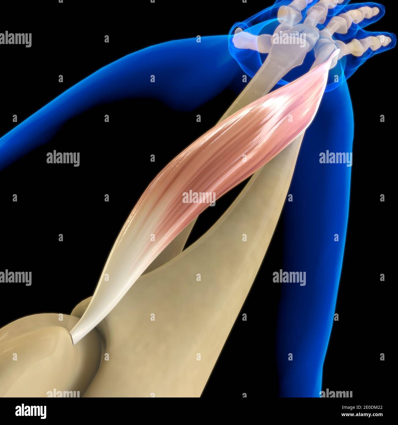 3D Illustration, Muscle is a soft tissue, Muscle cells contain proteins ...