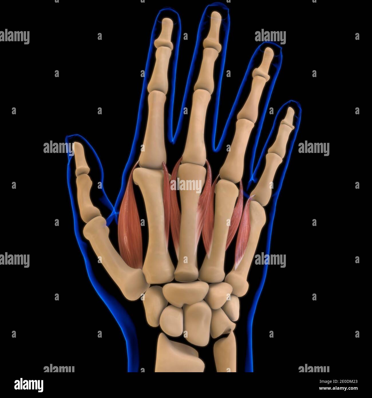 3D Illustration, Muscle is a soft tissue, Muscle cells contain proteins ...