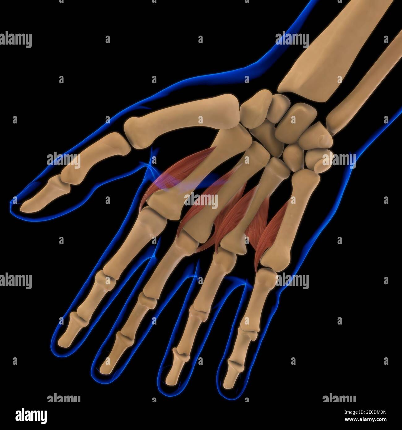 3D Illustration, Muscle is a soft tissue, Muscle cells contain proteins ...