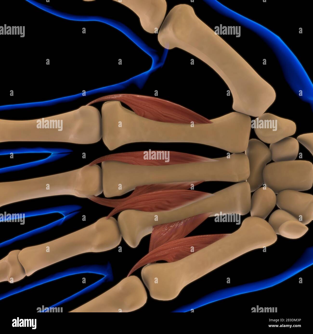 3D Illustration, Muscle is a soft tissue, Muscle cells contain proteins ...