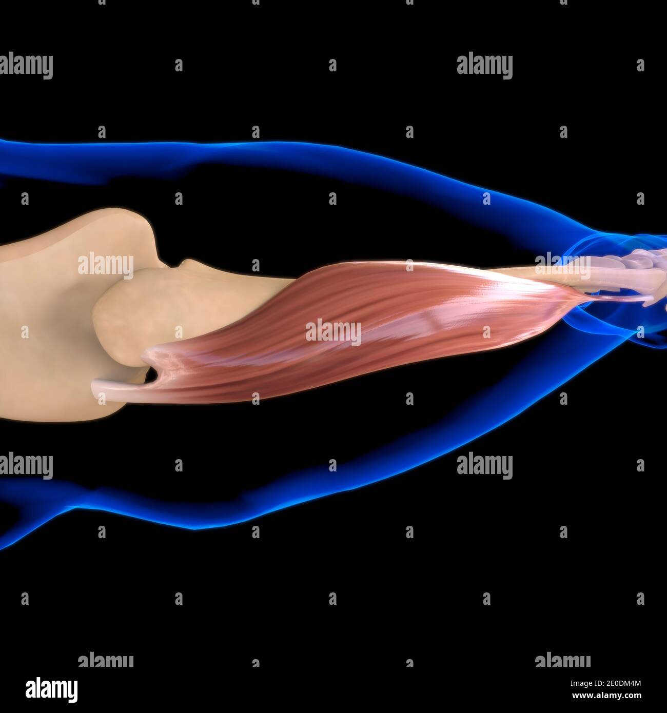 3D Illustration, Muscle is a soft tissue, Muscle cells contain proteins ...