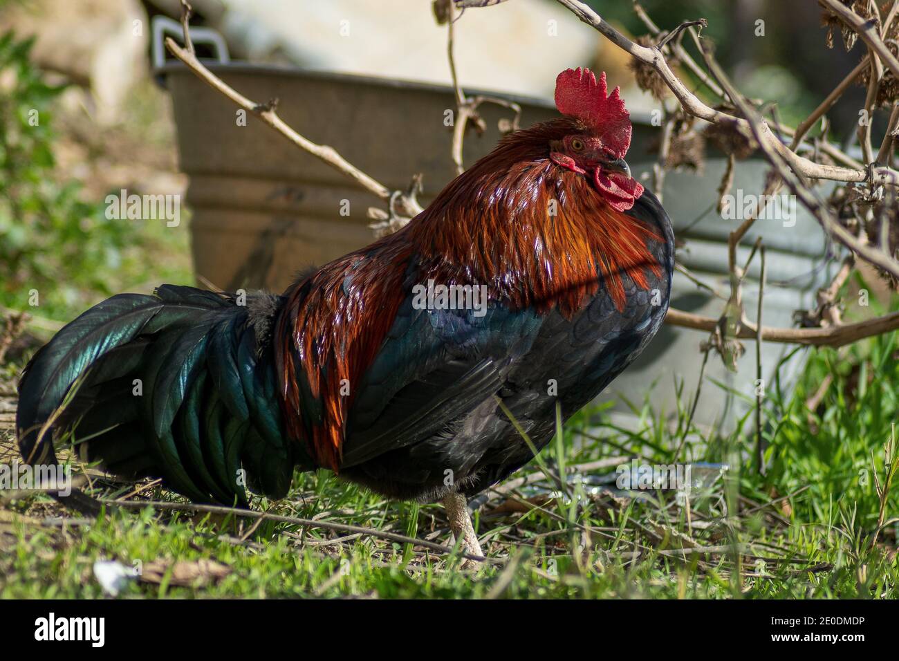 Dwarf chicken hi-res stock photography and images - Alamy