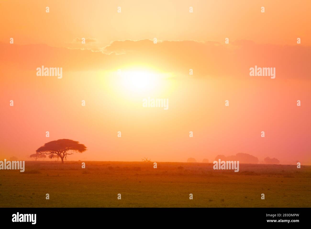 Sunset over acacia tree african hi-res stock photography and images - Alamy