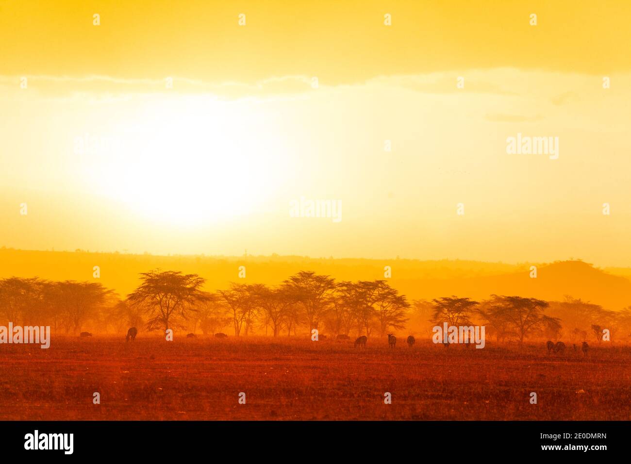 African landscape animal silhouette savanna hi-res stock photography ...