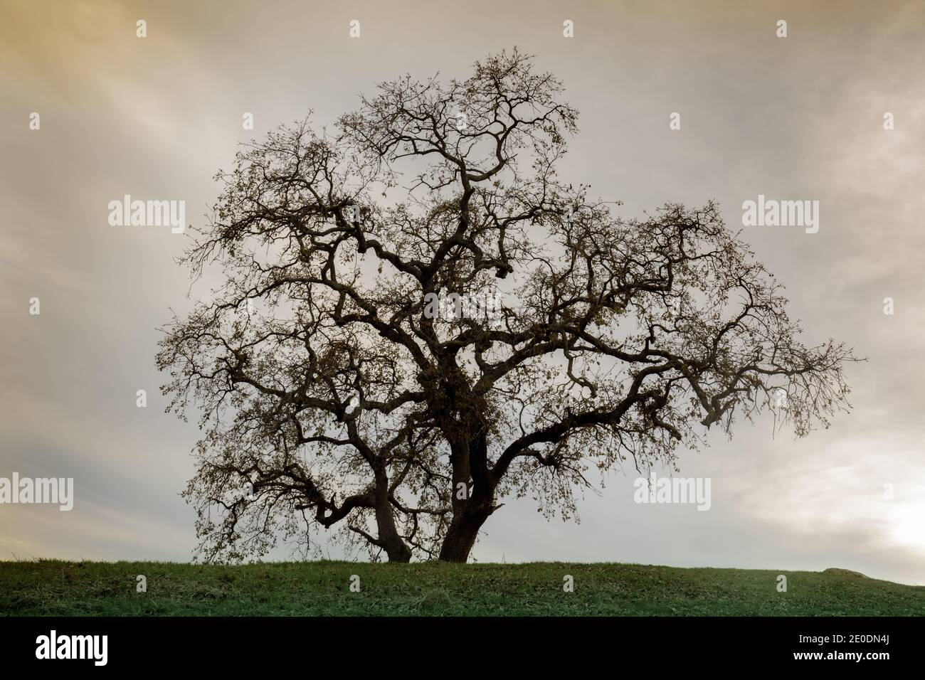 Lone oak tree on hill hi-res stock photography and images - Alamy
