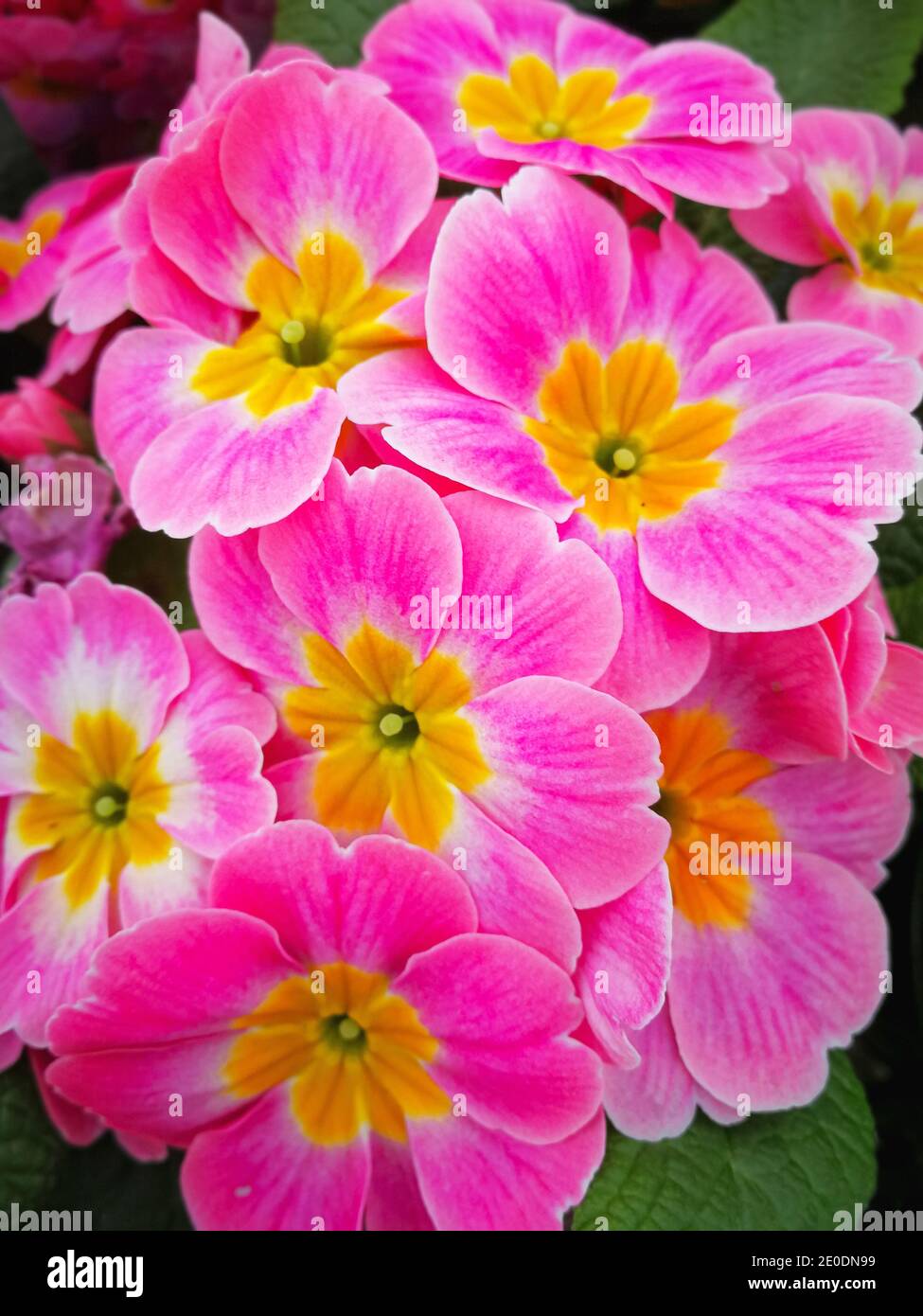 Yellow primrose flowers hi-res stock photography and images - Alamy