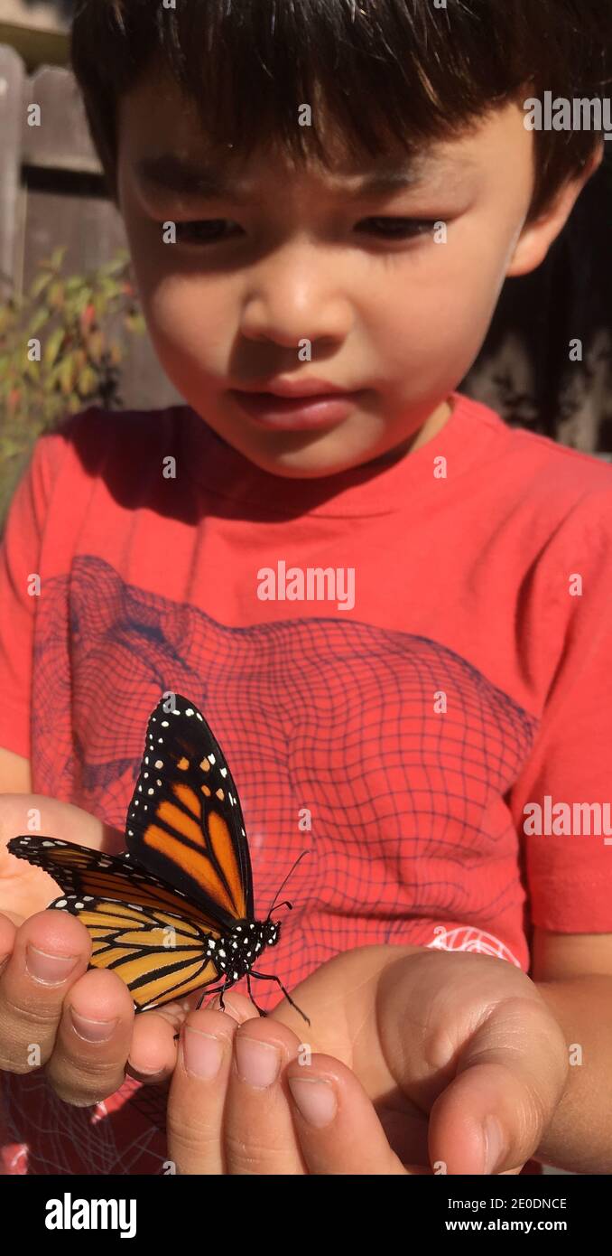 Boy Holding Monarch Butterfly Stock Photo - Alamy