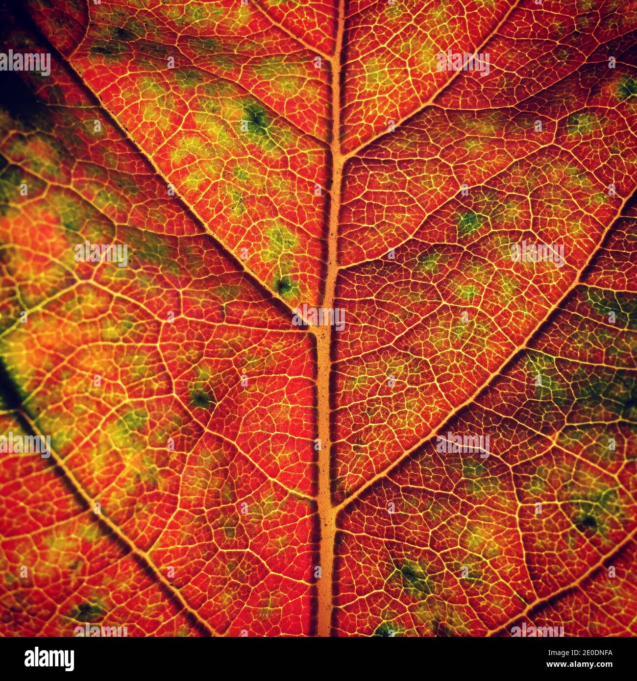 Fall Autumn Persimmon Leaf Color - Diospyros kaki Stock Photo - Alamy