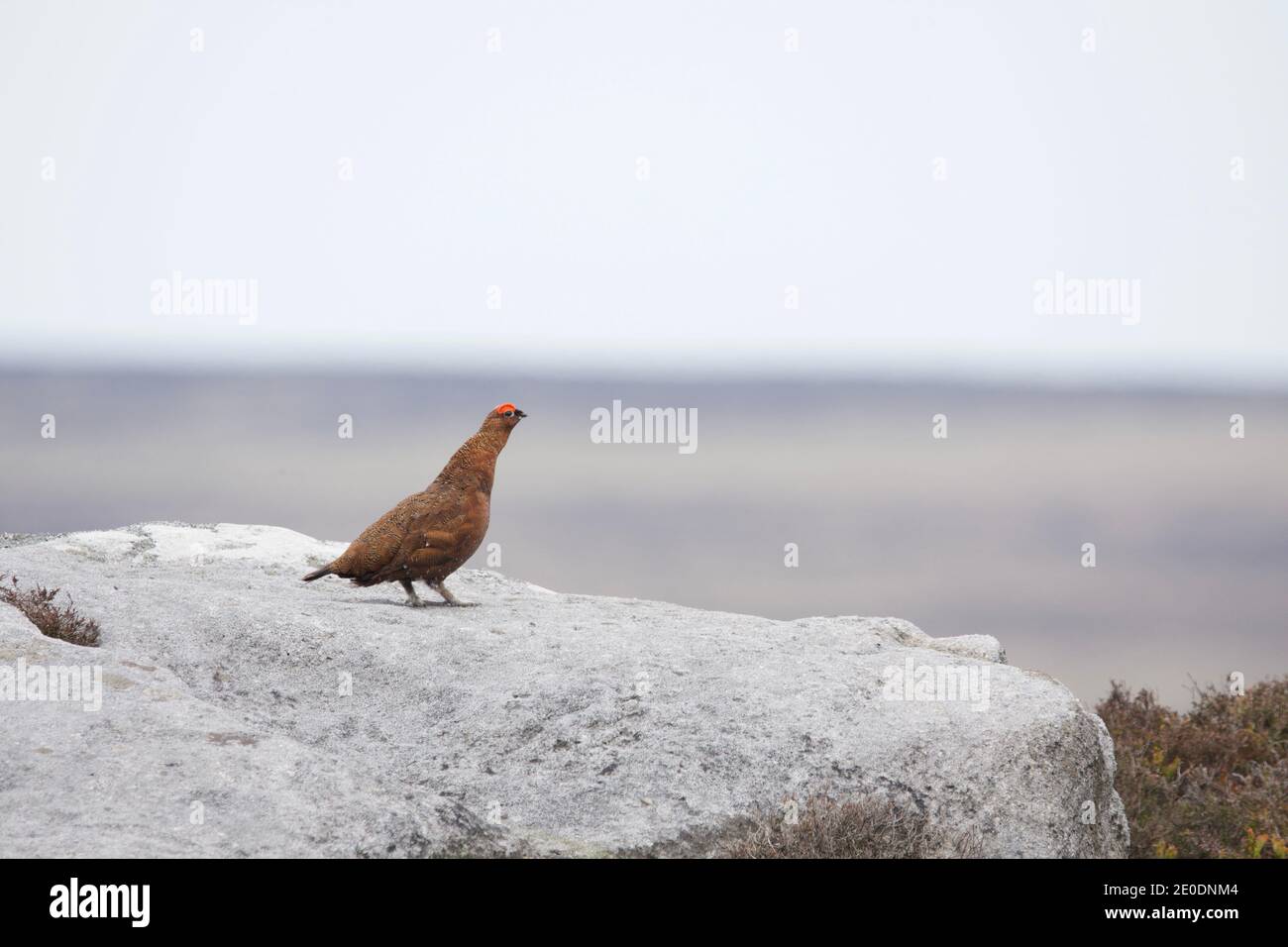Male Red Grouse stood on a rock (Lagopus lagopus scoticus) in heather ...