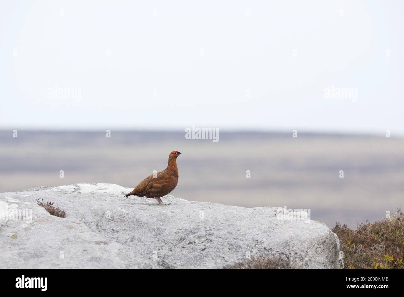 Male Red Grouse stood on a rock (Lagopus lagopus scoticus) in heather ...