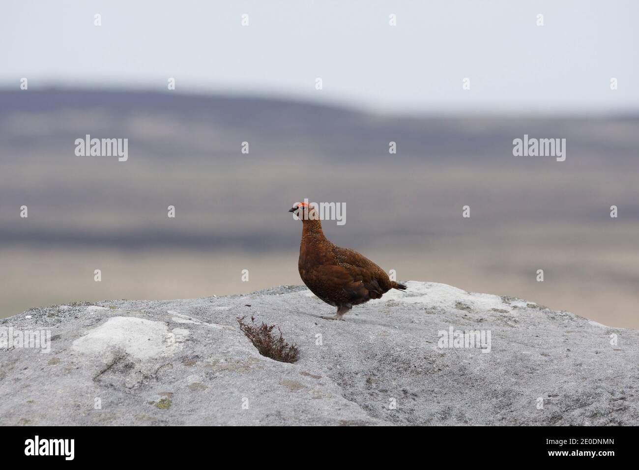 Male Red Grouse stood on a rock (Lagopus lagopus scoticus) in heather ...