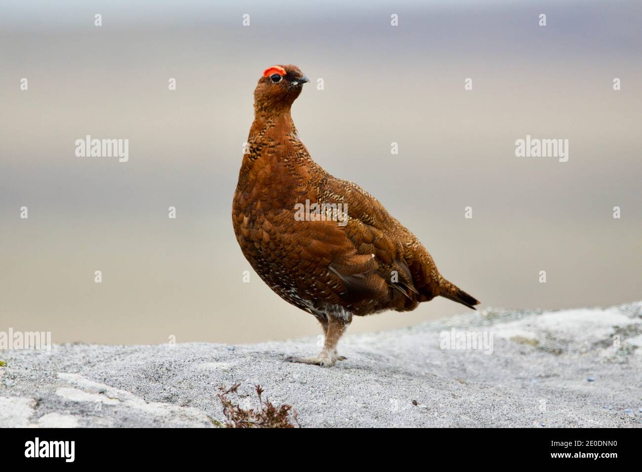 Male Red Grouse stood on a rock (Lagopus lagopus scoticus) in heather ...