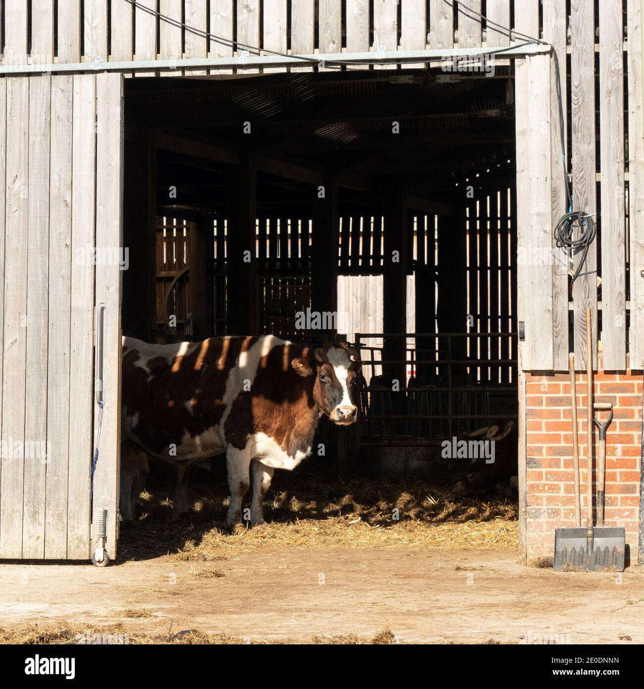 Cow barn door hi-res stock photography and images - Alamy