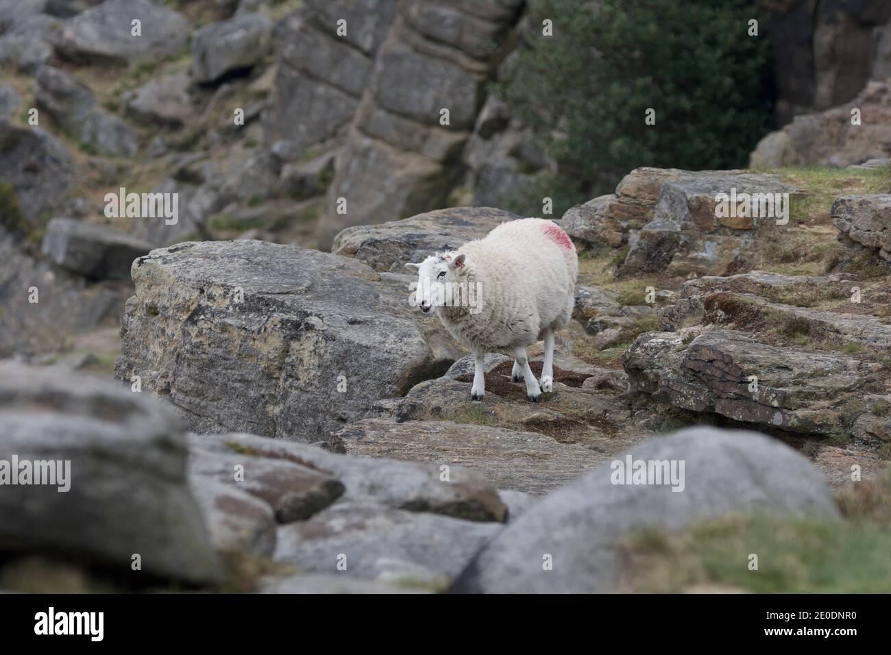 Sheep walking over rocks along the top of a mountain in the Derbyshire ...
