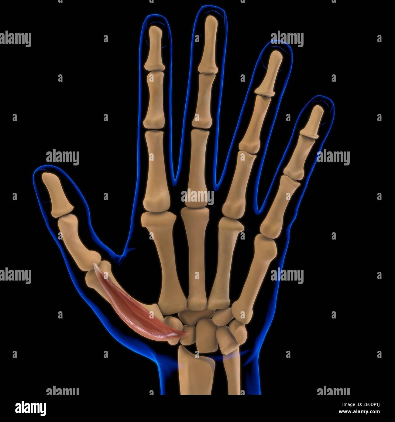 3D Illustration, Muscle is a soft tissue, Muscle cells contain proteins ...