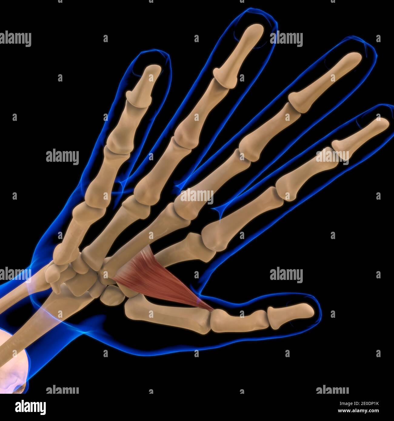 3D Illustration, Muscle is a soft tissue, Muscle cells contain proteins ...