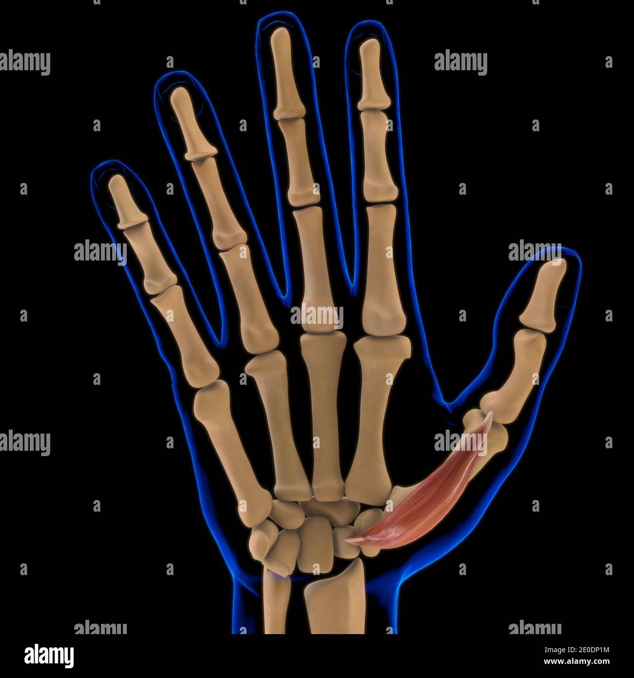 Extensor carpi radialis brevis extensor carpi radialis longus hi-res ...