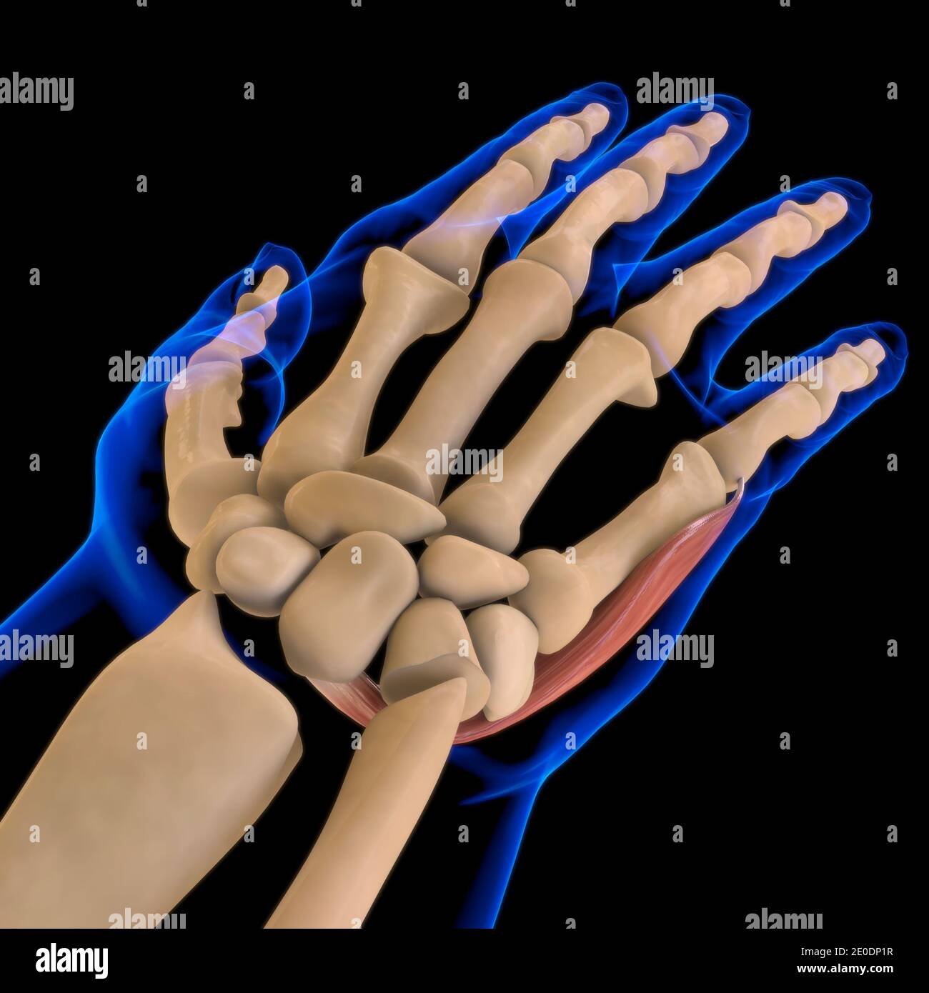 3D Illustration, Muscle is a soft tissue, Muscle cells contain proteins ...
