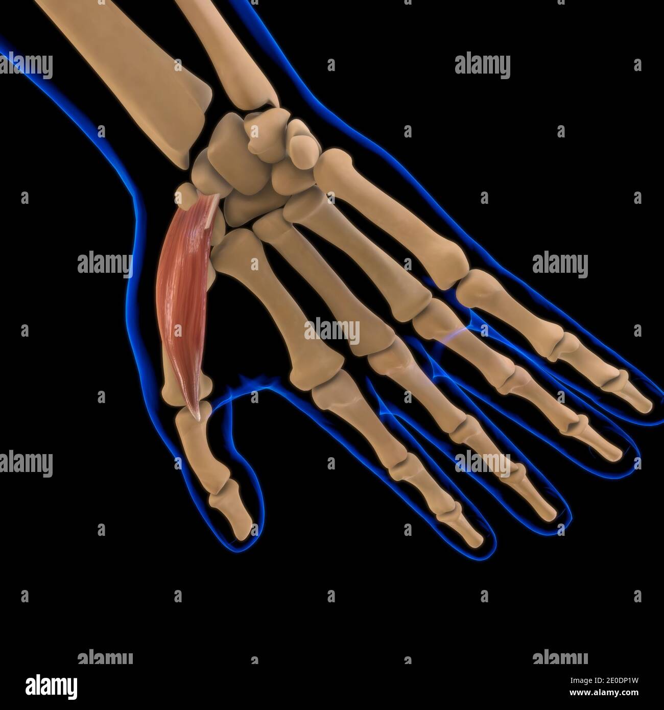 3D Illustration, Muscle is a soft tissue, Muscle cells contain proteins ...