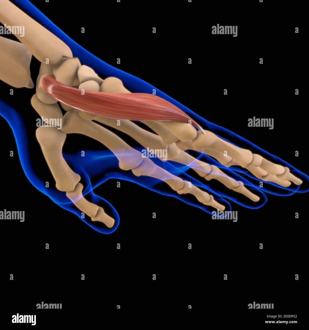 3D Illustration, Muscle is a soft tissue, Muscle cells contain proteins ...