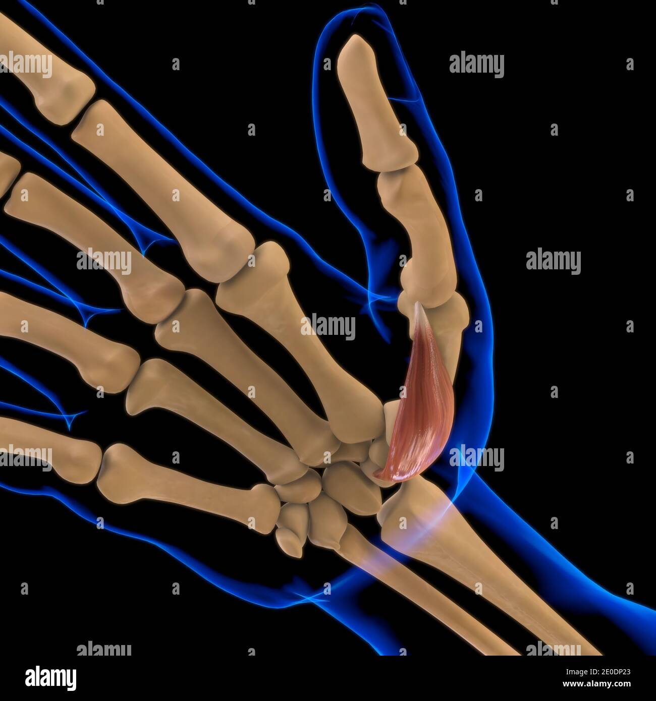 3D Illustration, Muscle is a soft tissue, Muscle cells contain proteins ...