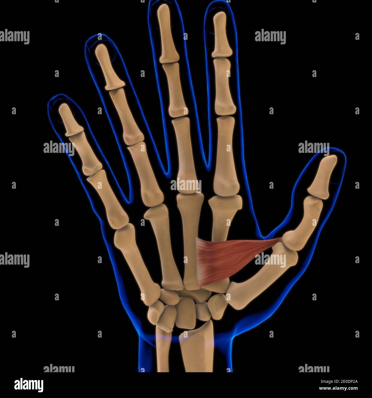 3D Illustration, Muscle is a soft tissue, Muscle cells contain proteins ...