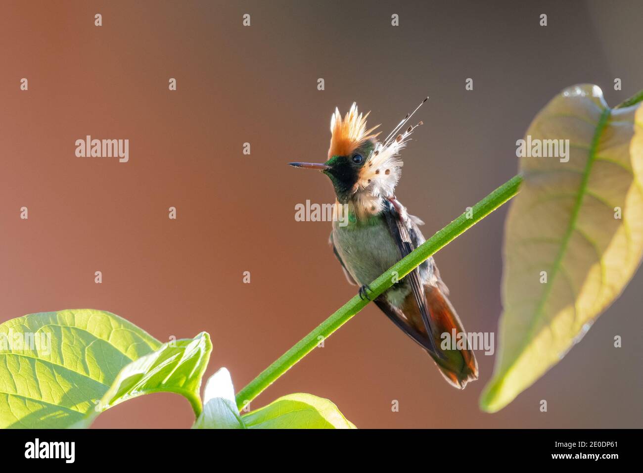 A juvenile Tufted Coquette hummingbird (Lophornis ornatus) with his ...