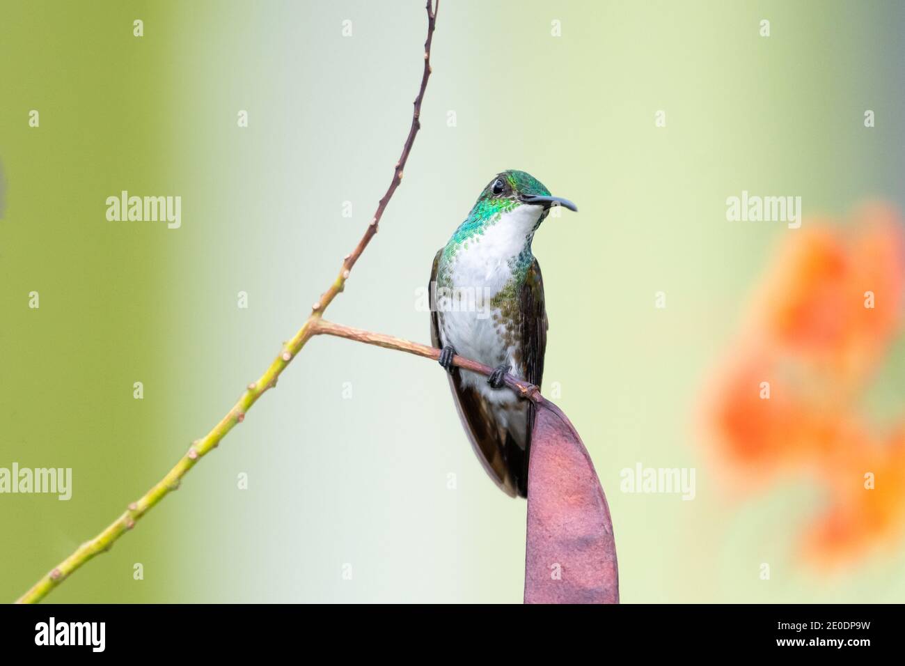 A White-chested Emerald hummingbird (Amazilia brevirostris) perching ...