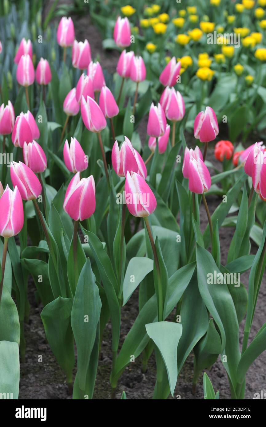Pink and white Triumph tulips (Tulipa) Early Surprise bloom in a garden ...