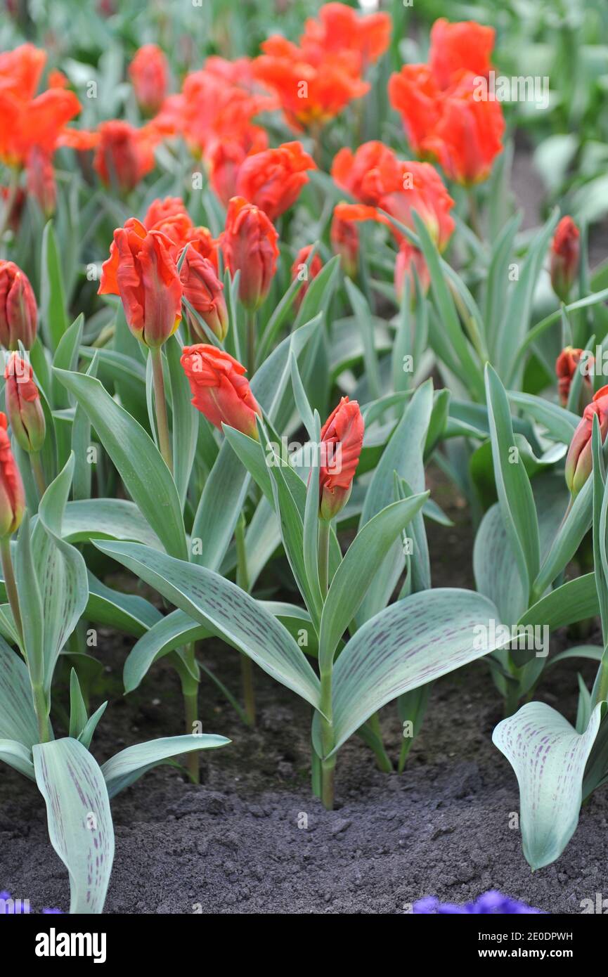 Red parrot tulips (Tulipa) Edith Maria bloom in a garden in April Stock ...
