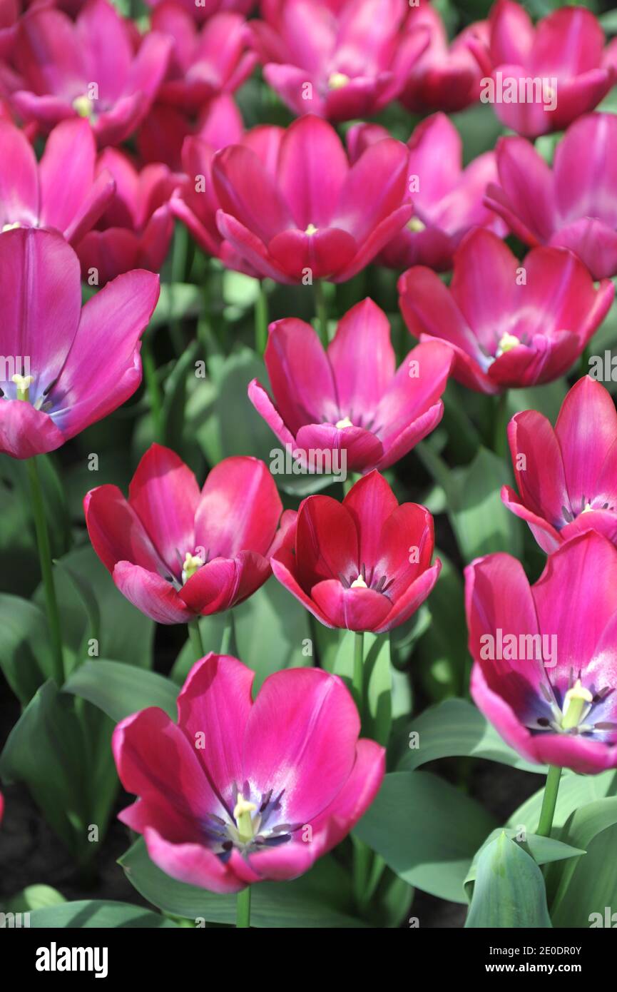 Purple Triumph tulips (Tulipa) Endurance bloom in a garden in April ...