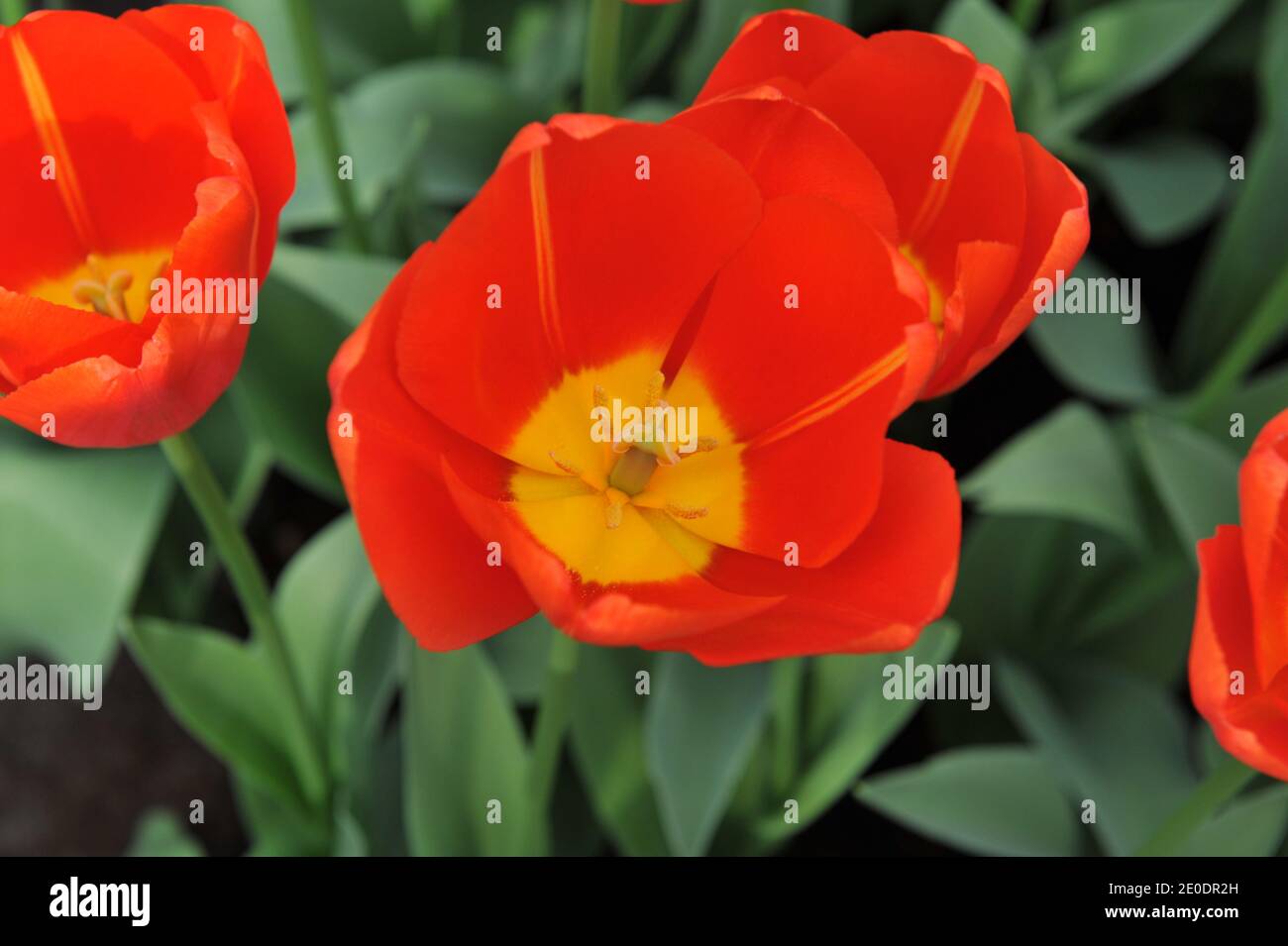 Garden escape bulb hi-res stock photography and images - Alamy