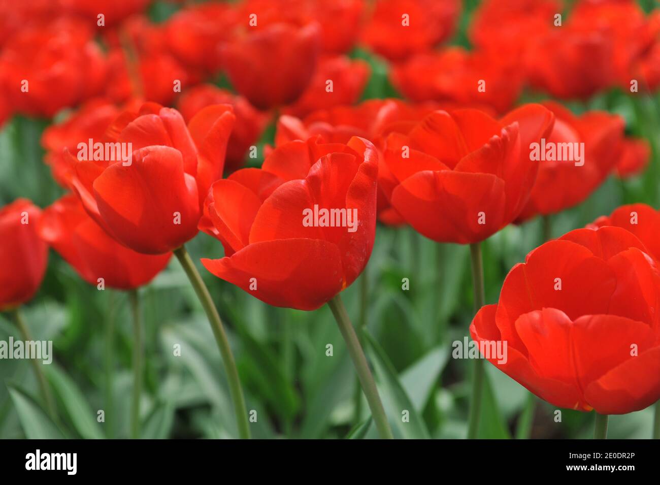 Escape triumph tulip hi-res stock photography and images - Alamy
