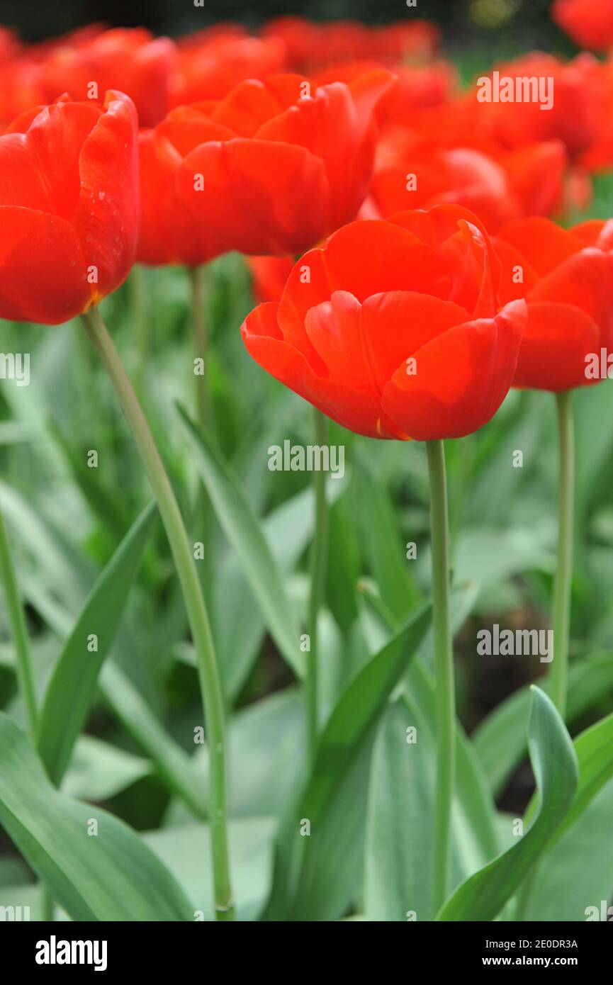 Red triumph tulips (Tulipa) Escape bloom in a garden in April Stock ...