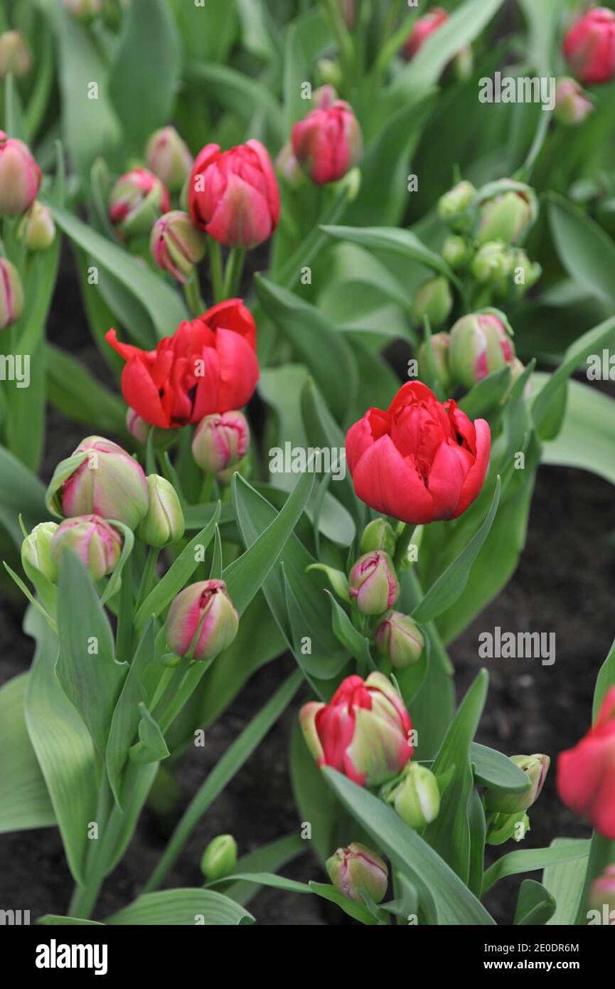 Tulipa estatic hi-res stock photography and images - Alamy
