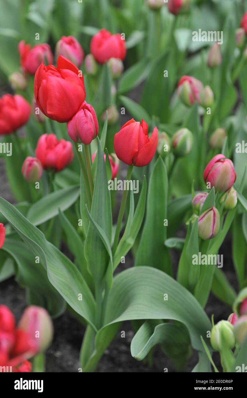 Red Double Early multi-flowered tulips (Tulipa) Estatic bloom in a ...