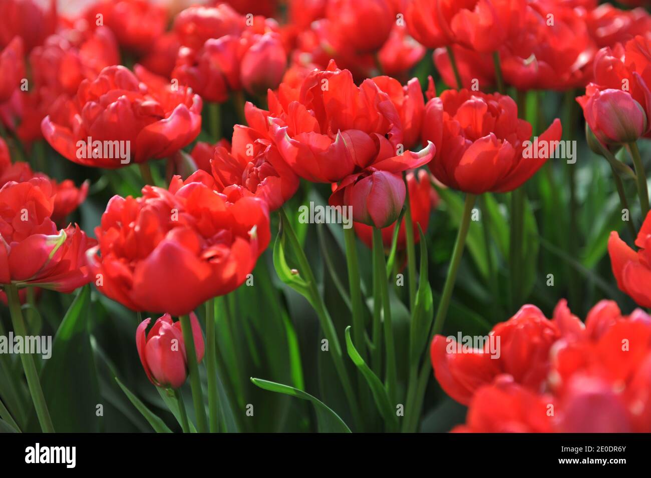 Tulipa estatic hi-res stock photography and images - Alamy