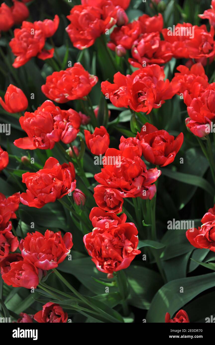 Red Double Early multi-flowered tulips (Tulipa) Estatic bloom in a ...