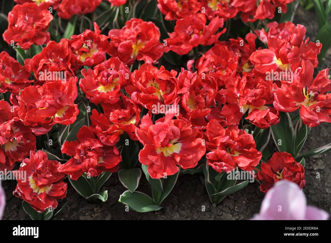 Red Double Early variegated tulips (Tulipa) Eternal Flame bloom in a ...