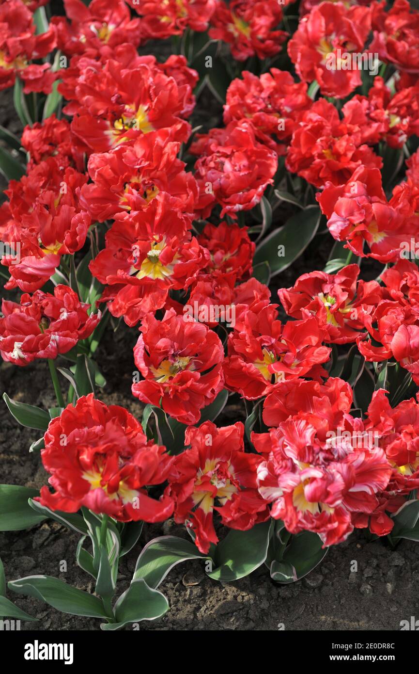 Red Double Early variegated tulips (Tulipa) Eternal Flame bloom in a ...