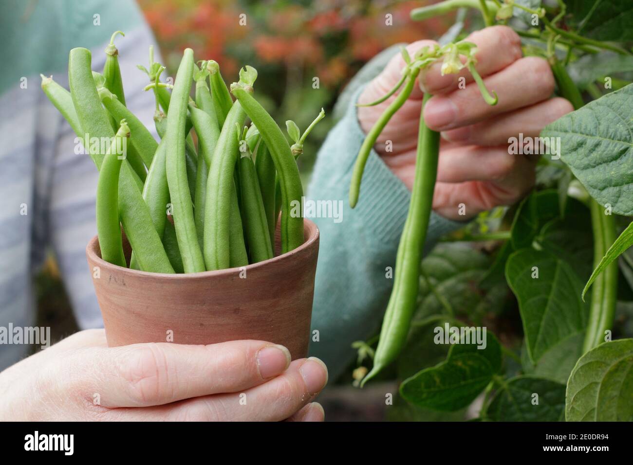Harvesting Phaseolus vulgaris 'Mamba'. Woman picking homegrown French ...