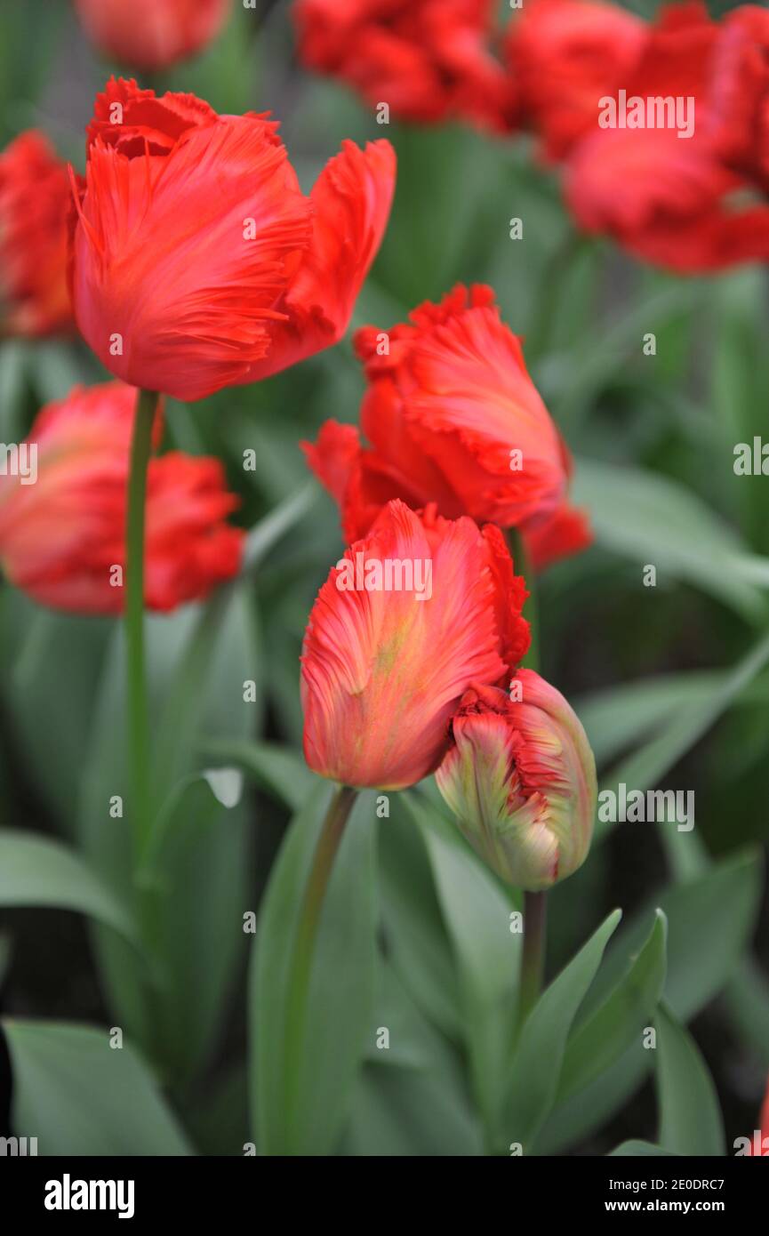 Red parrot tulip hi-res stock photography and images - Alamy