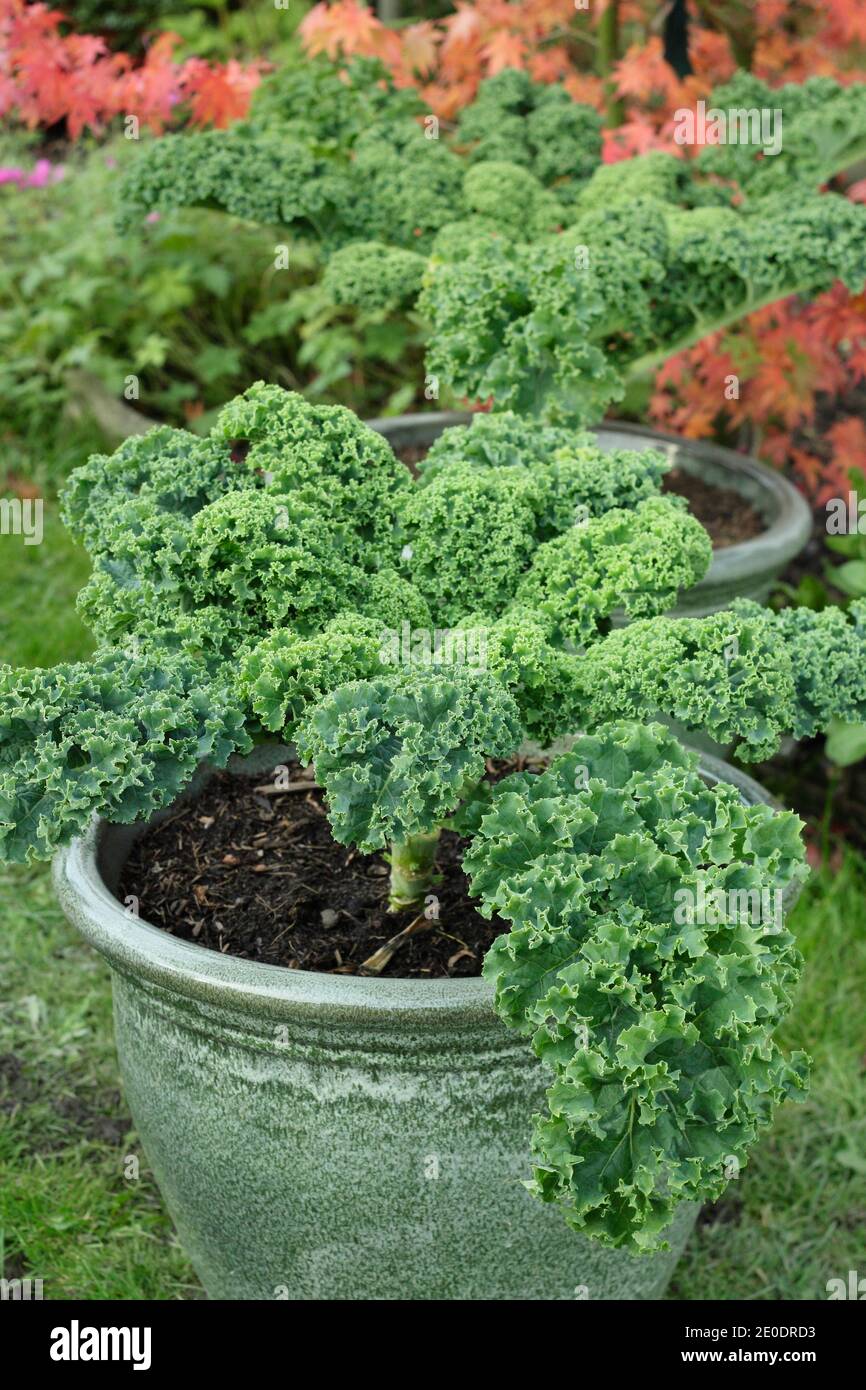Container garden vegetables hi-res stock photography and images - Alamy