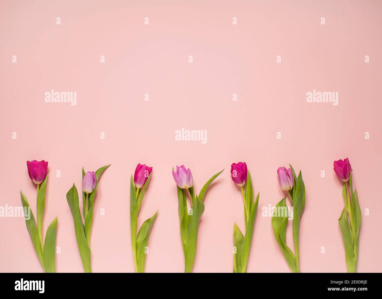 row of beautiful spring time pink tulips with a pastel background, for ...