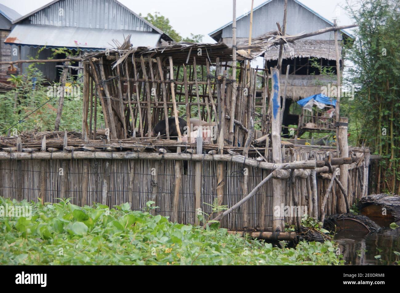 Pigs being reared on bamboo ledges in the floating village of Kampong ...