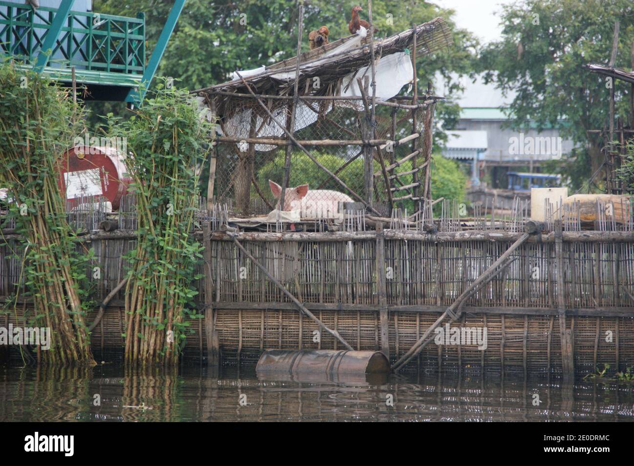 Pigs being reared on bamboo ledges in the floating village of Kampong ...